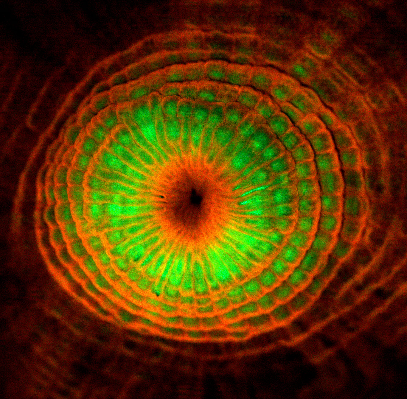 Scientists have figured out why deep-water corals glow | Shropshire Star