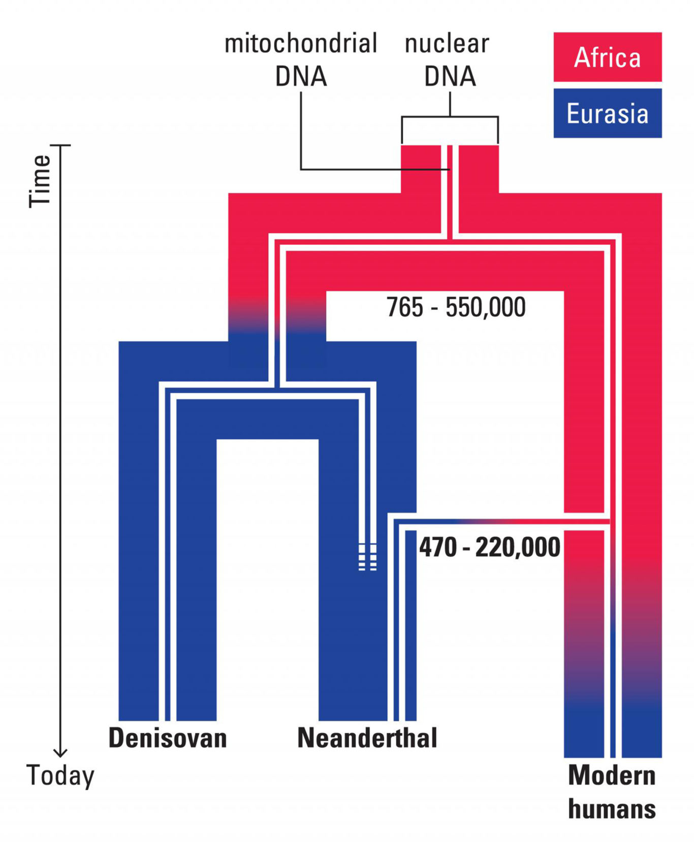 DNA from this 124,000-year-old bone suggests humans and Neanderthals ...