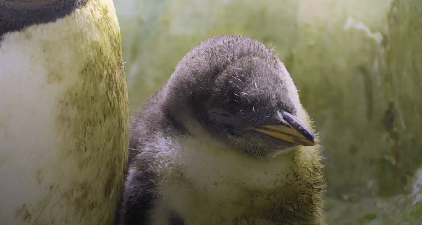 Meet the adorable new baby penguin at Birmingham Sea Life Centre - BT