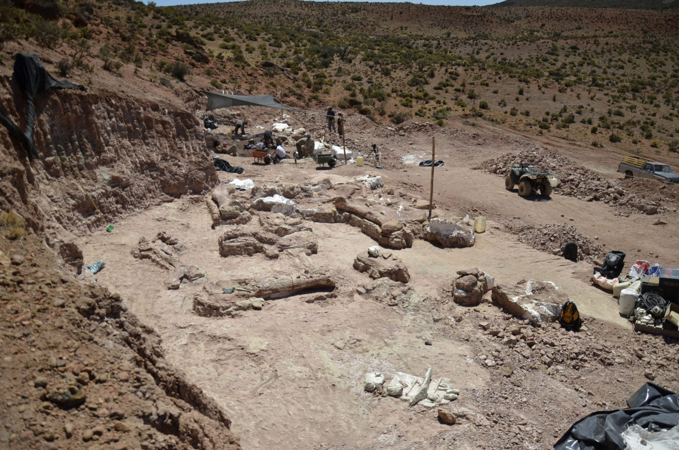 Dinosaur fossils may be from biggest creature ever to have walked the Earth