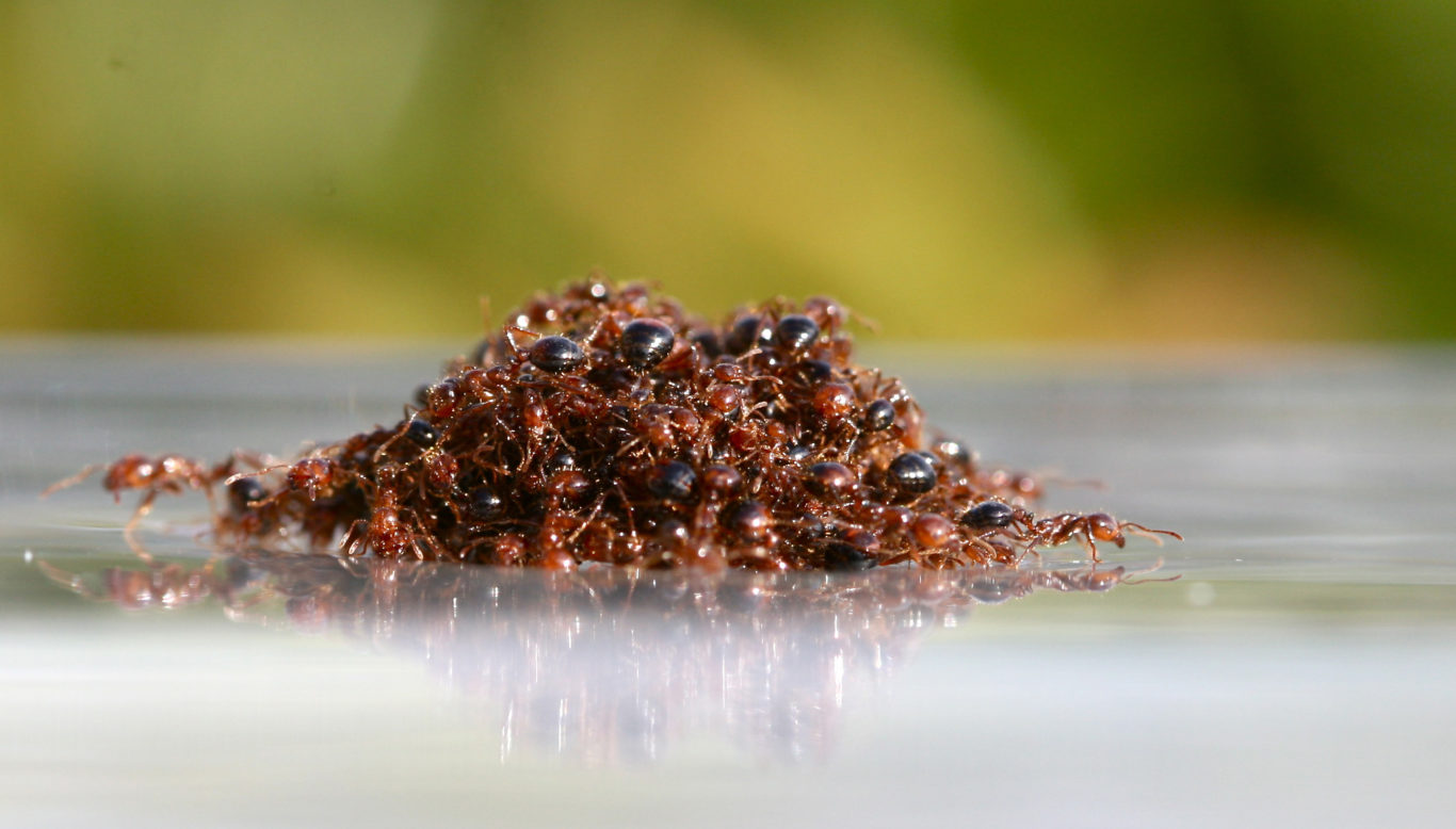 Why huge rafts of fire ants are floating around in Texan flood waters ...