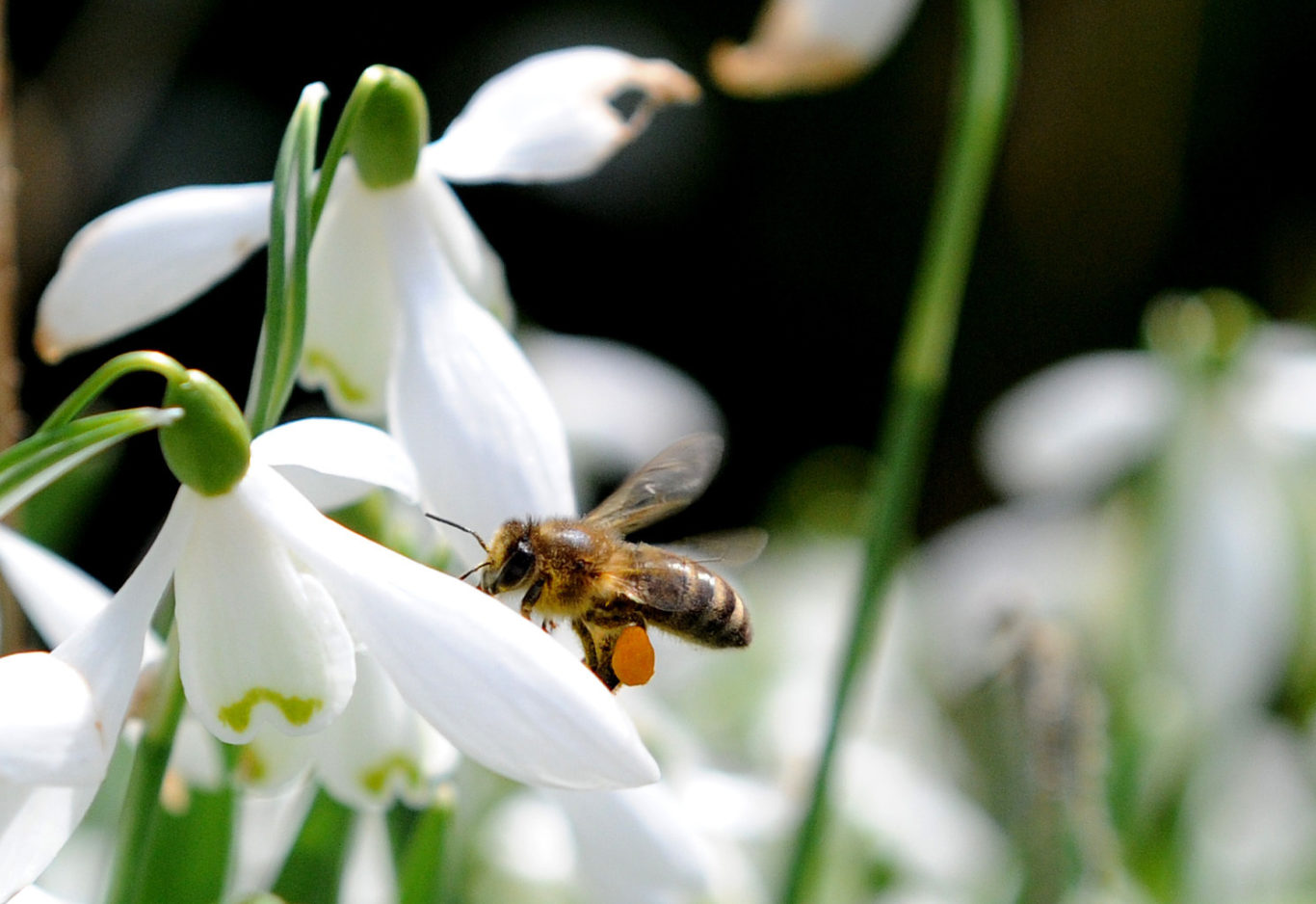 This woman’s ‘honey-bee belly’ pregnancy photos are quite incredible ...