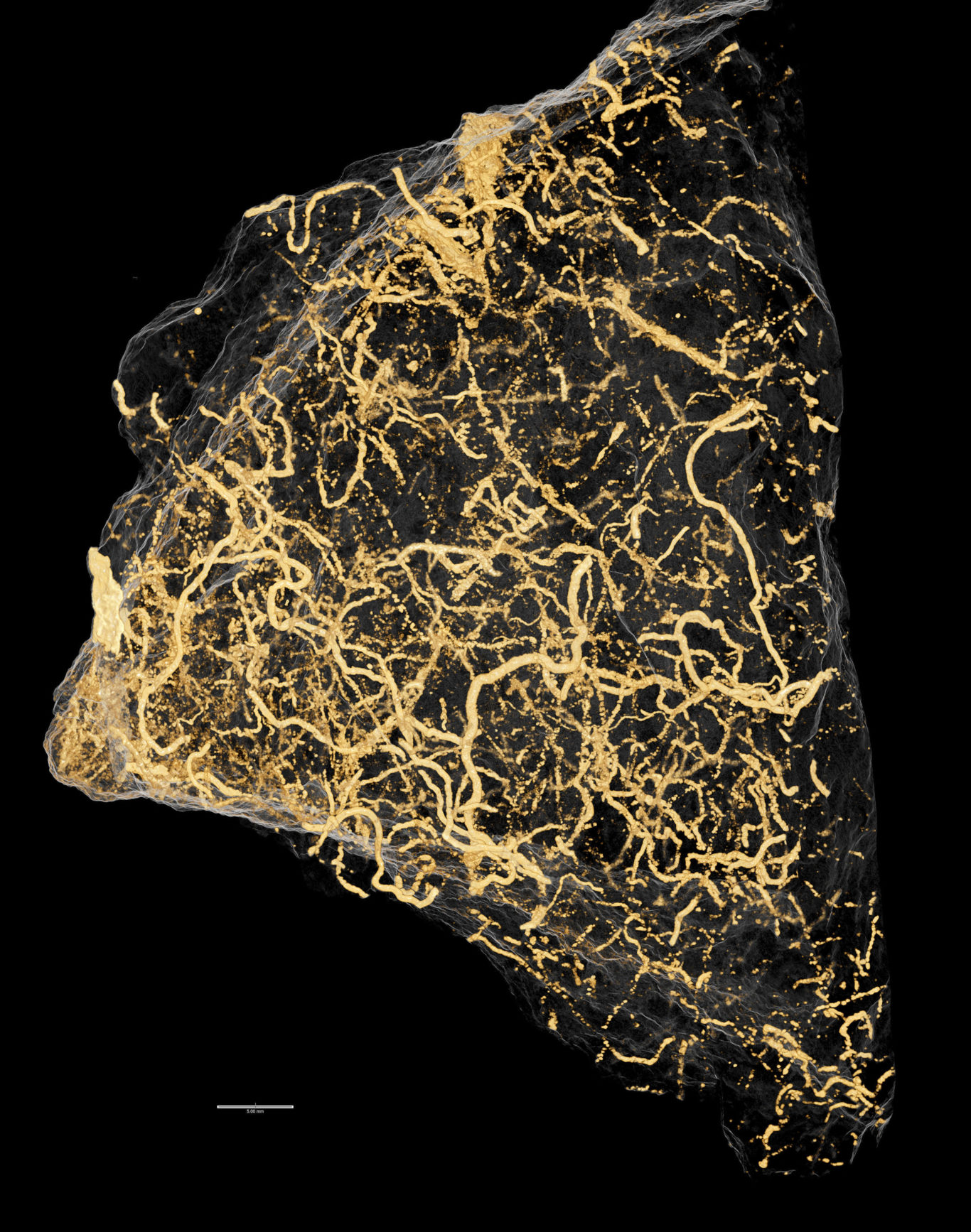 Traces of life suggest earlier existence of complex animals, scientists ...