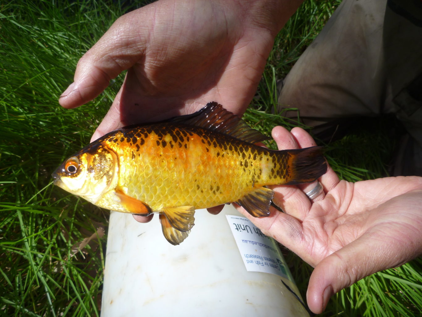 An ‘alarming’ discovery has been made about Australia’s monster ...