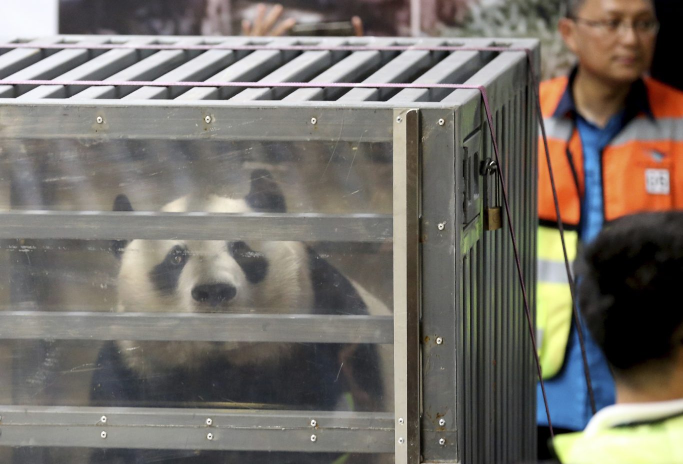 Indonesia welcomes pair of giant pandas from China | The Gazette