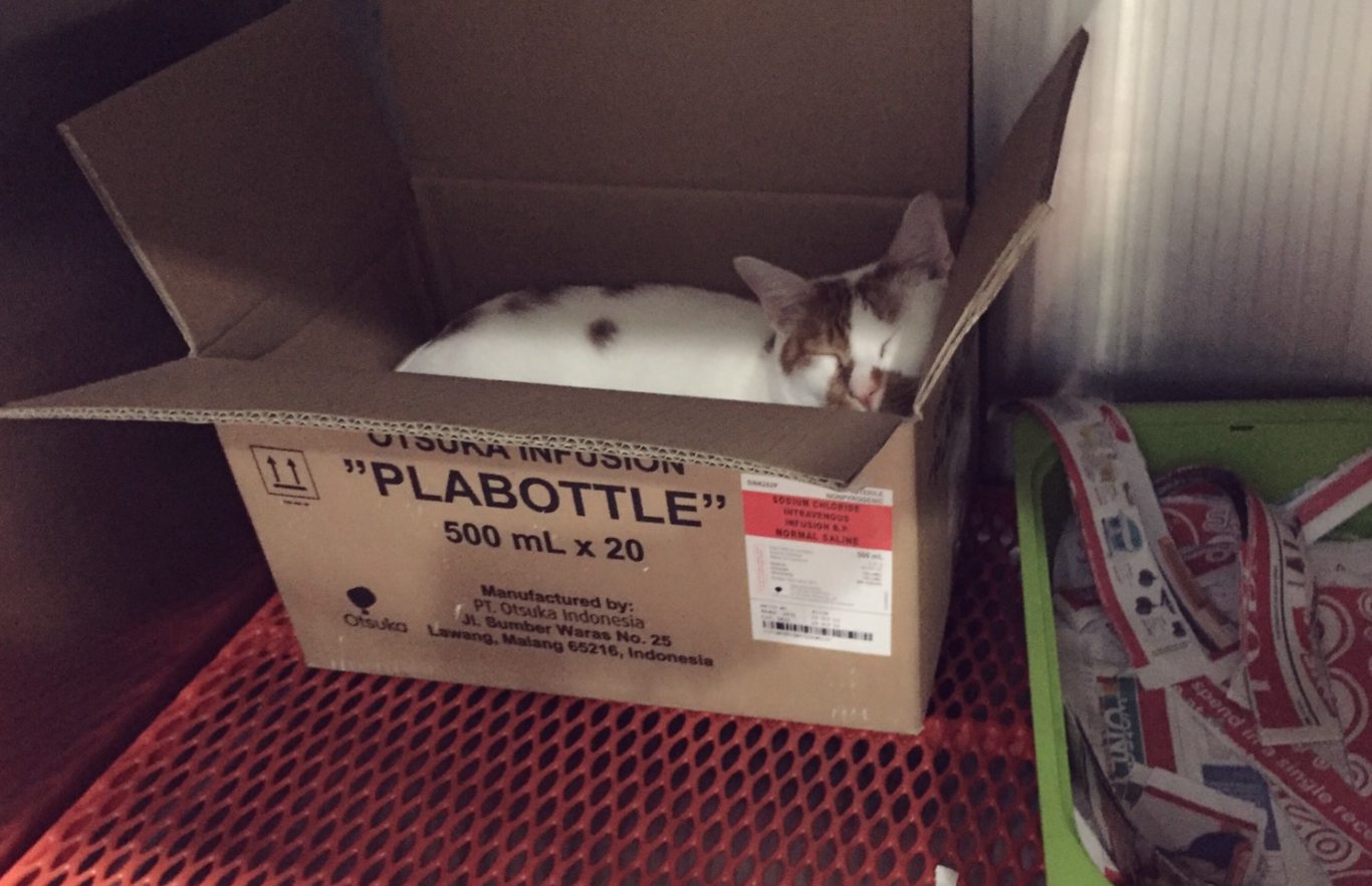 This vet clinic created cardboard homes for its resident cat and it’s ...