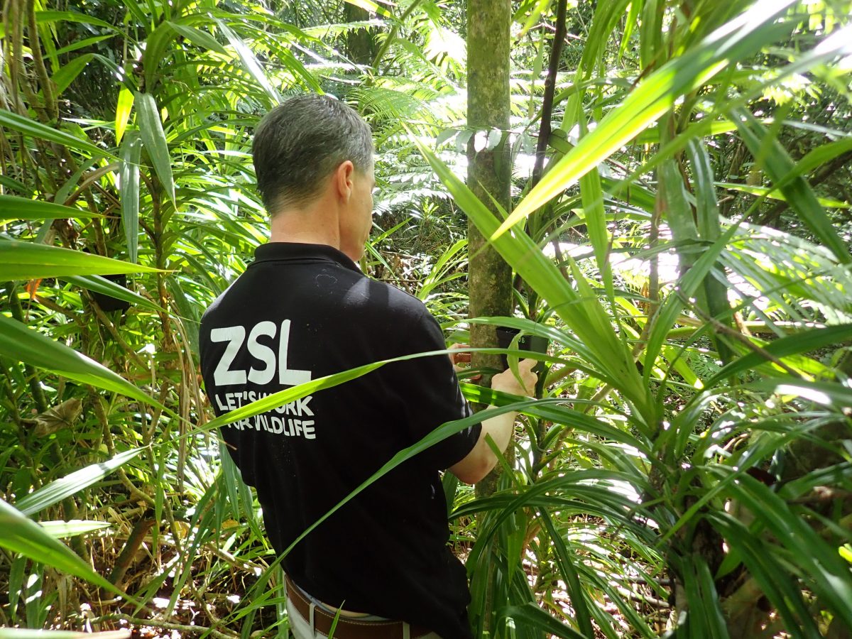 UK zoos help save endangered Polynesian snail - Jersey Evening Post