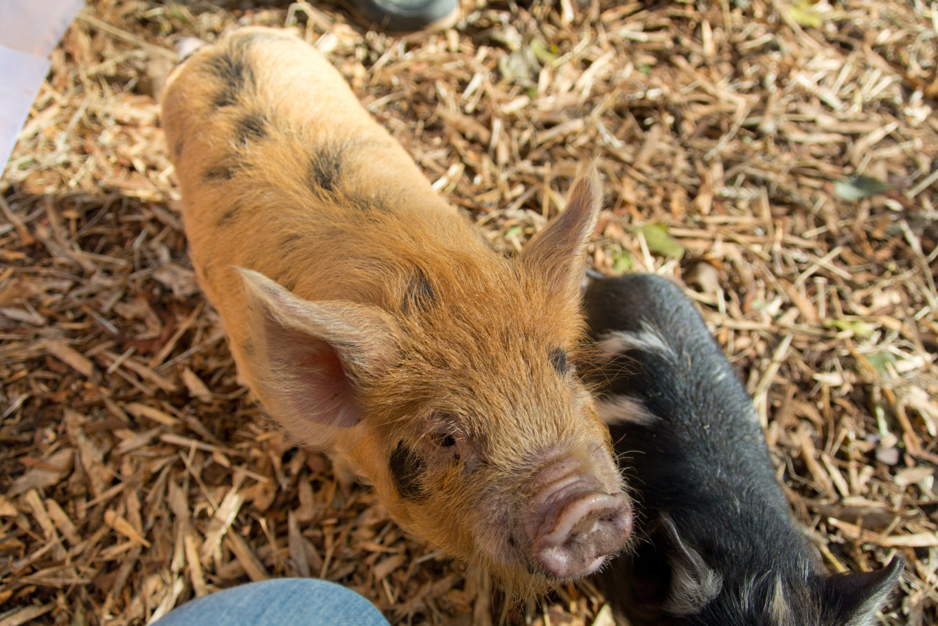 Pigs have been shown to possess ‘astonishingly' good memories and ...