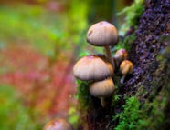 Here s How Magic Mushrooms Became Hallucinogenic Shropshire Star