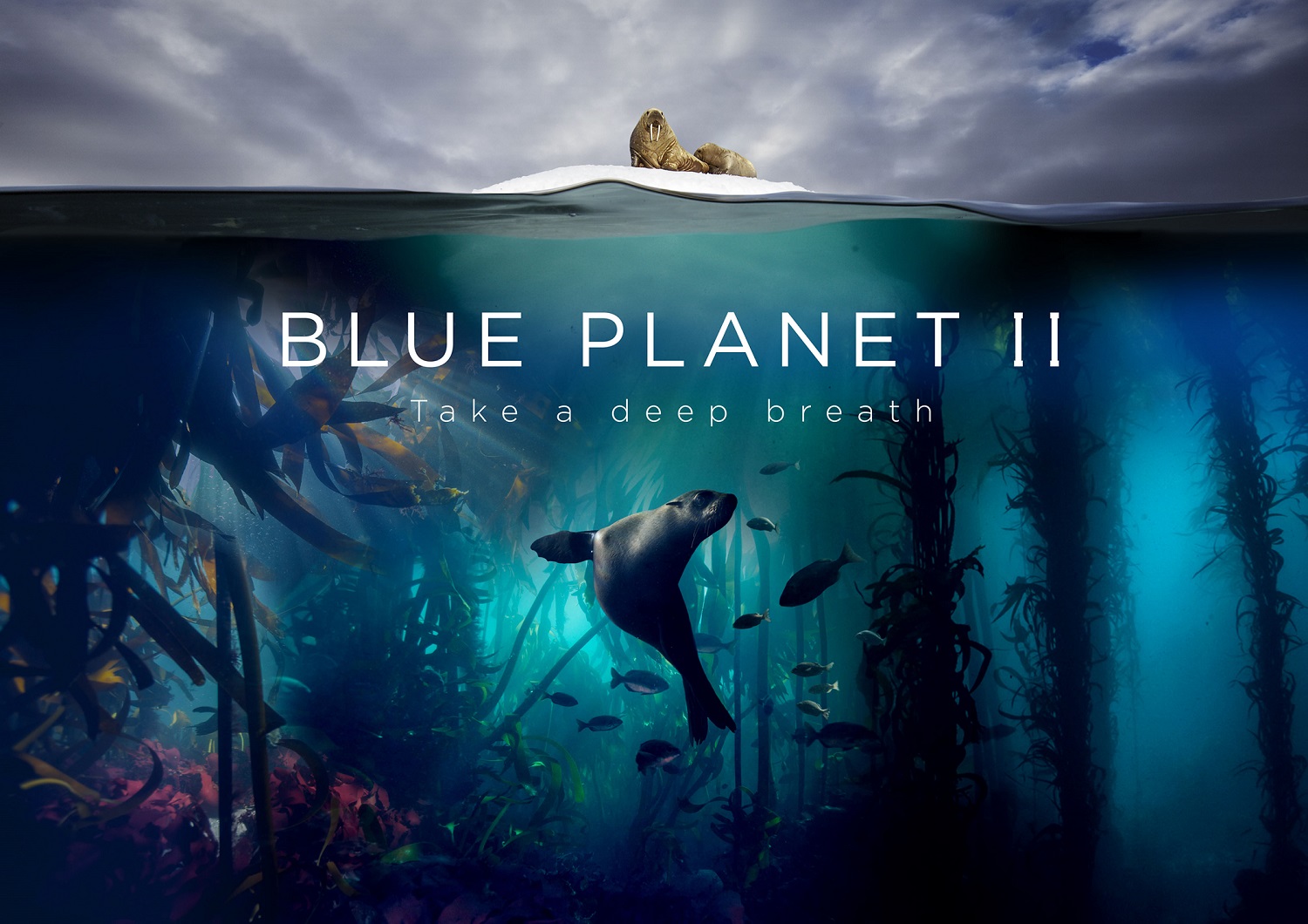 Welcome back: David Attenborough’s Blue Planet returns with a ratings ...