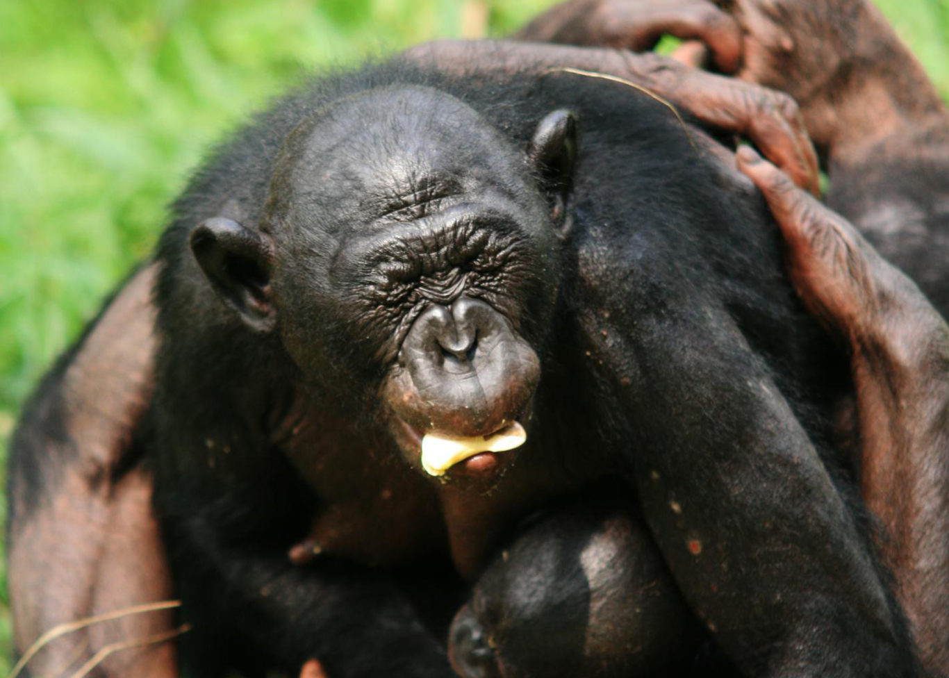 Bonobos go out of their way to help strangers without being asked ...