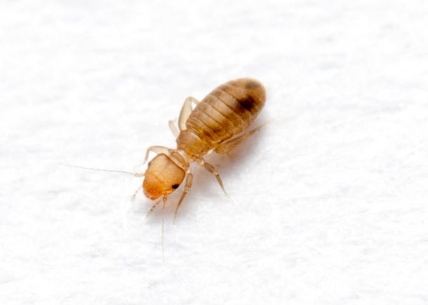5 things you need to know about the bugs secretly living in your house ...