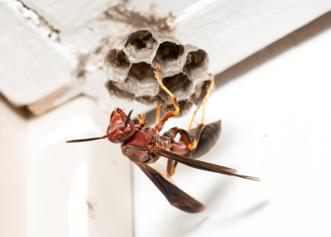 5 things you need to know about the bugs secretly living in your house ...