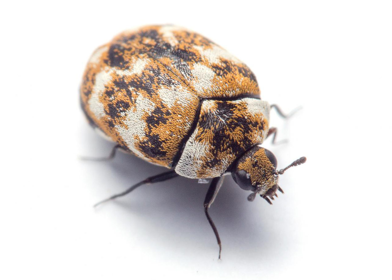 5 things you need to know about the bugs secretly living in your house ...