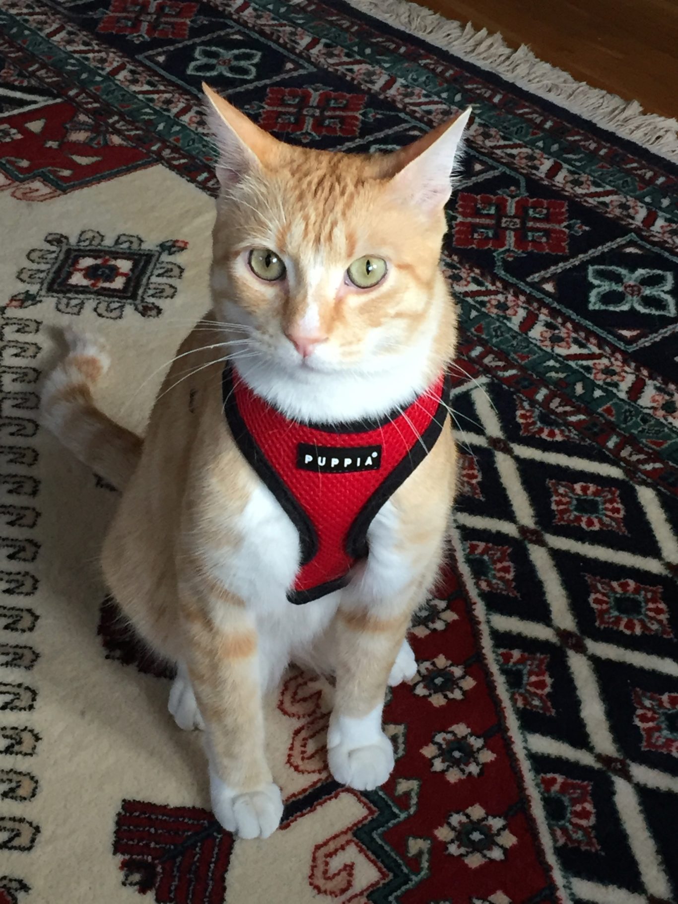 Meet Max the Cat: He’s banned from the library but that doesn’t stop ...
