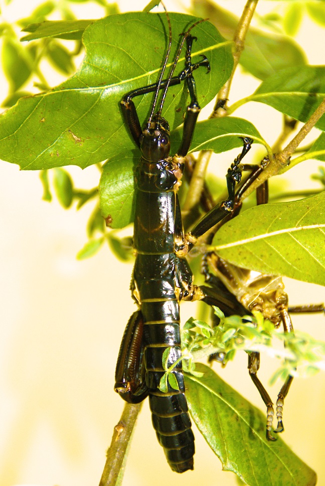 Zoo hails success as stick insects facing extinction breed and produce ...