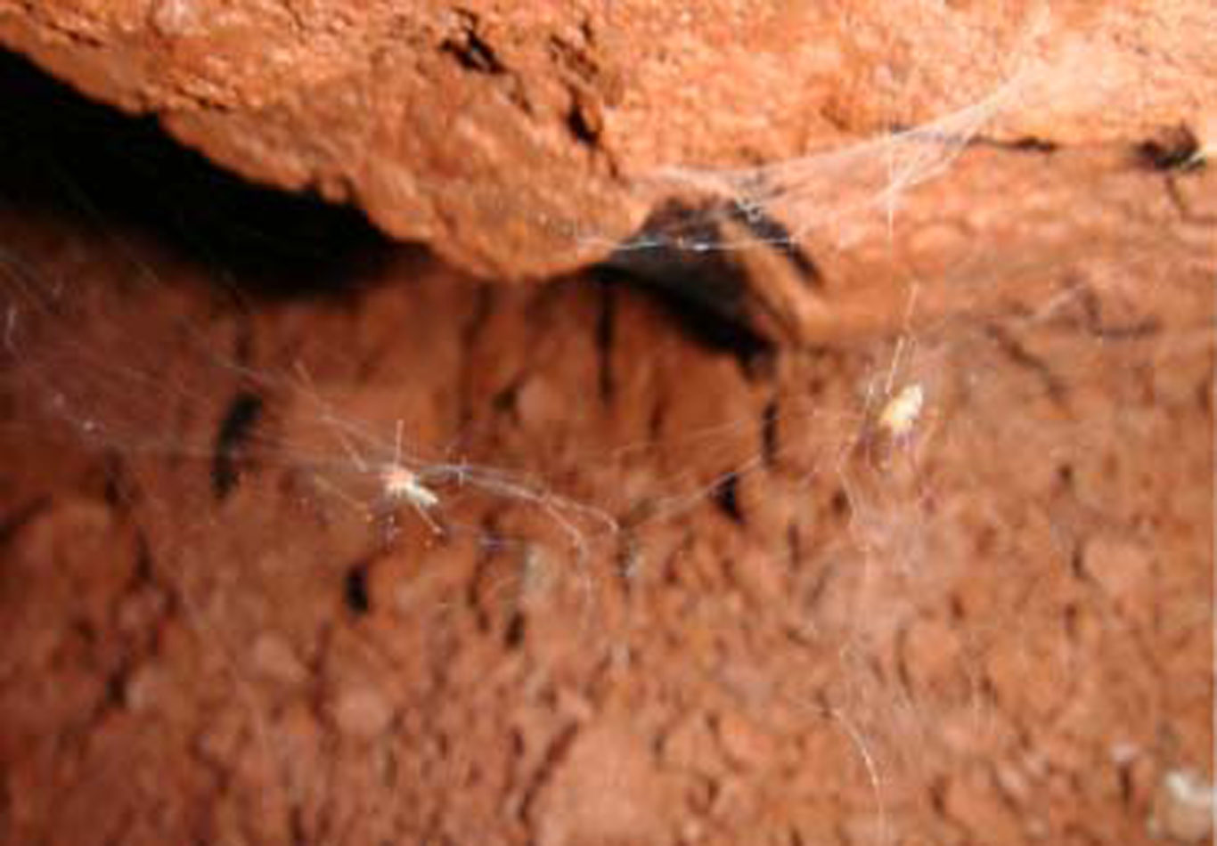 Scientists put literary spin on names for seven newly-discovered spider ...