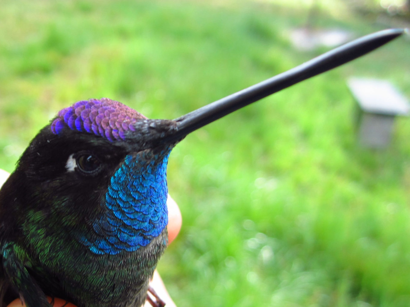 ‘Larger hummingbirds use muscle power to outperform smaller species ...