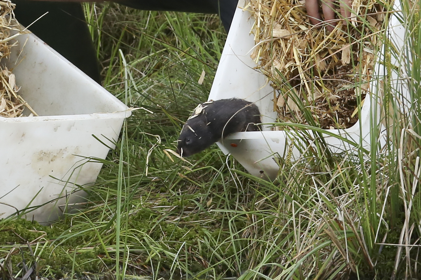 Areas where water voles found down 30% in a decade – report - Jersey ...