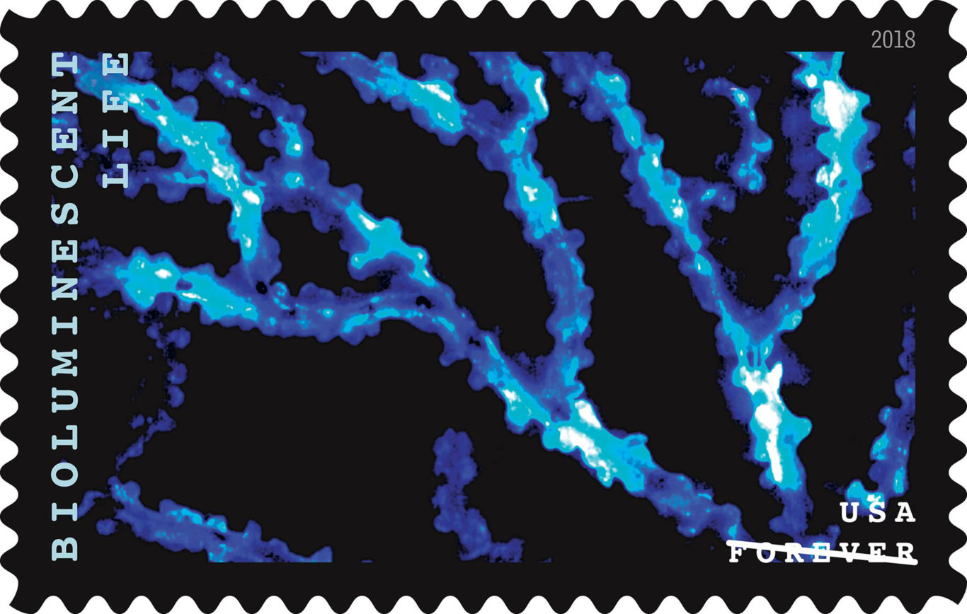 New stamps capture the magic of bioluminescent species using ...