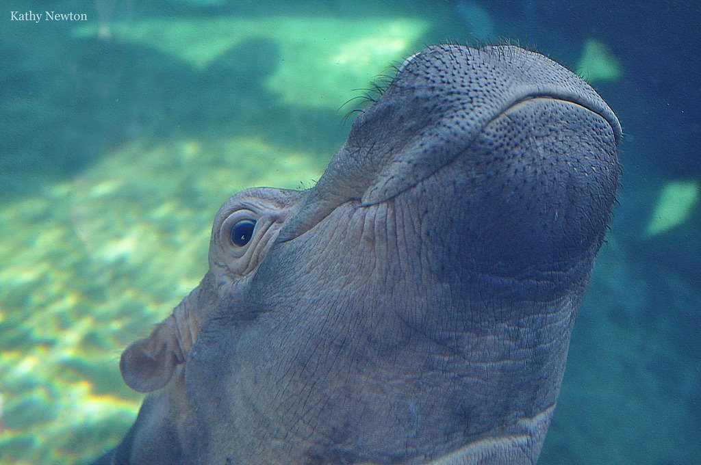 Fiona the famous hippo was asked out on Twitter by a fellow hippo and ...