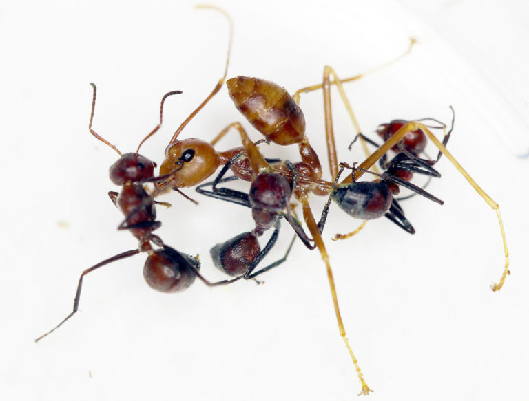 Newly discovered ‘exploding ants' will kill themselves to protect the ...