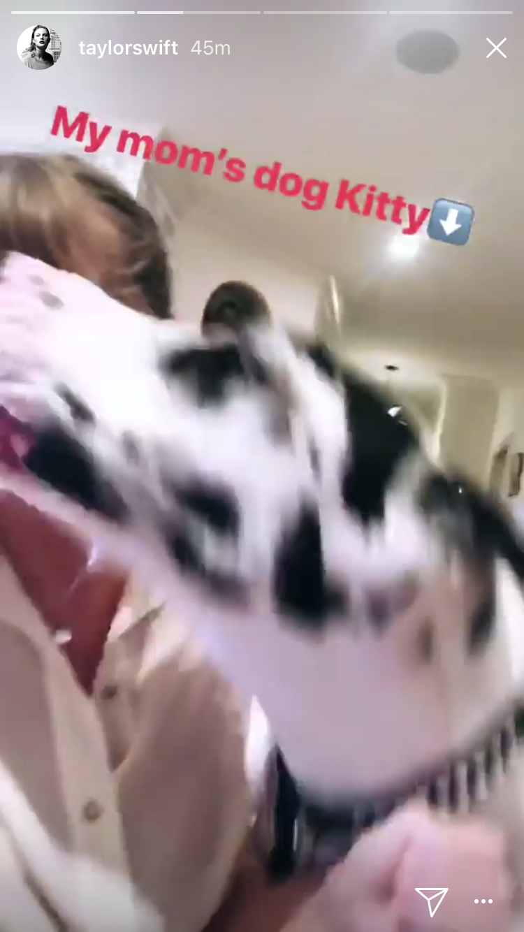 Taylor Swift upstaged by huge dog as she gives tour update | The Gazette