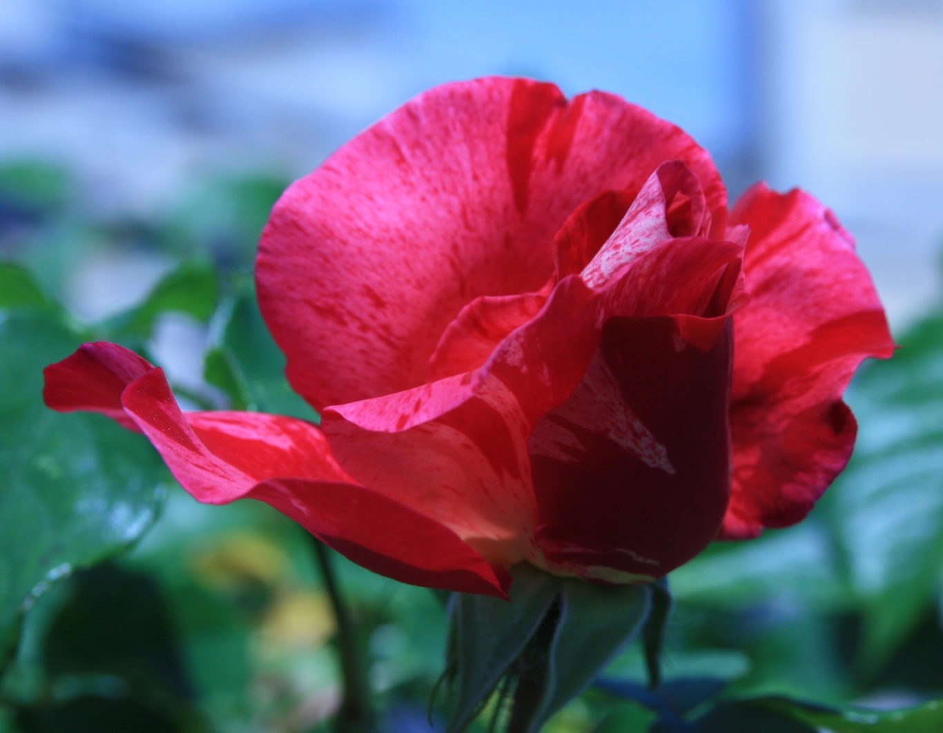 Rose genome sequence could lead to improved blooms | Express & Star