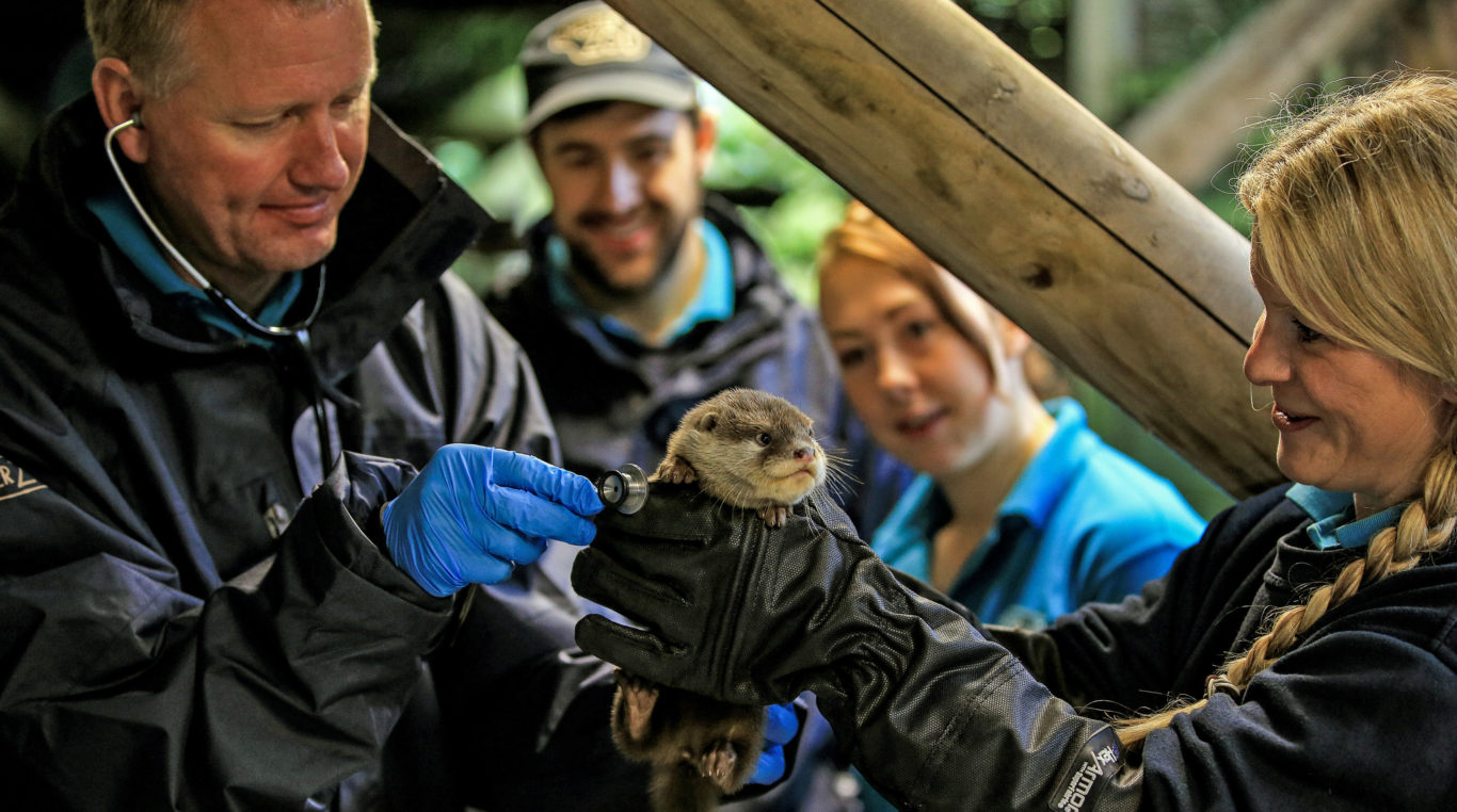 In Pictures: Otter-ly adorable health check at Chester Zoo - Jersey ...