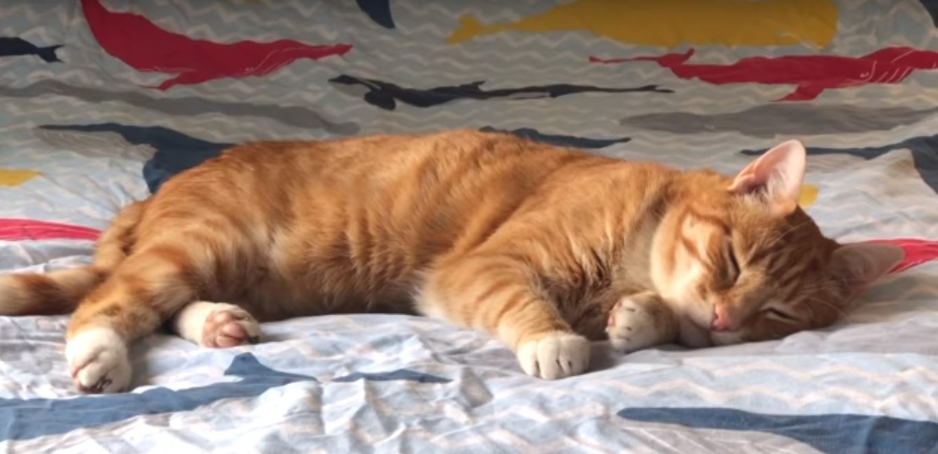 This guy built a mini Golden Gate Bridge to help his cat go to and from ...