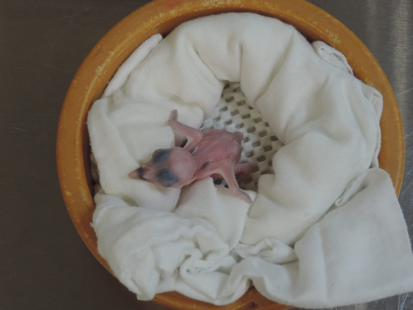 Watch this tiny extinct-in-the-wild bird hatch from the egg in all its ...