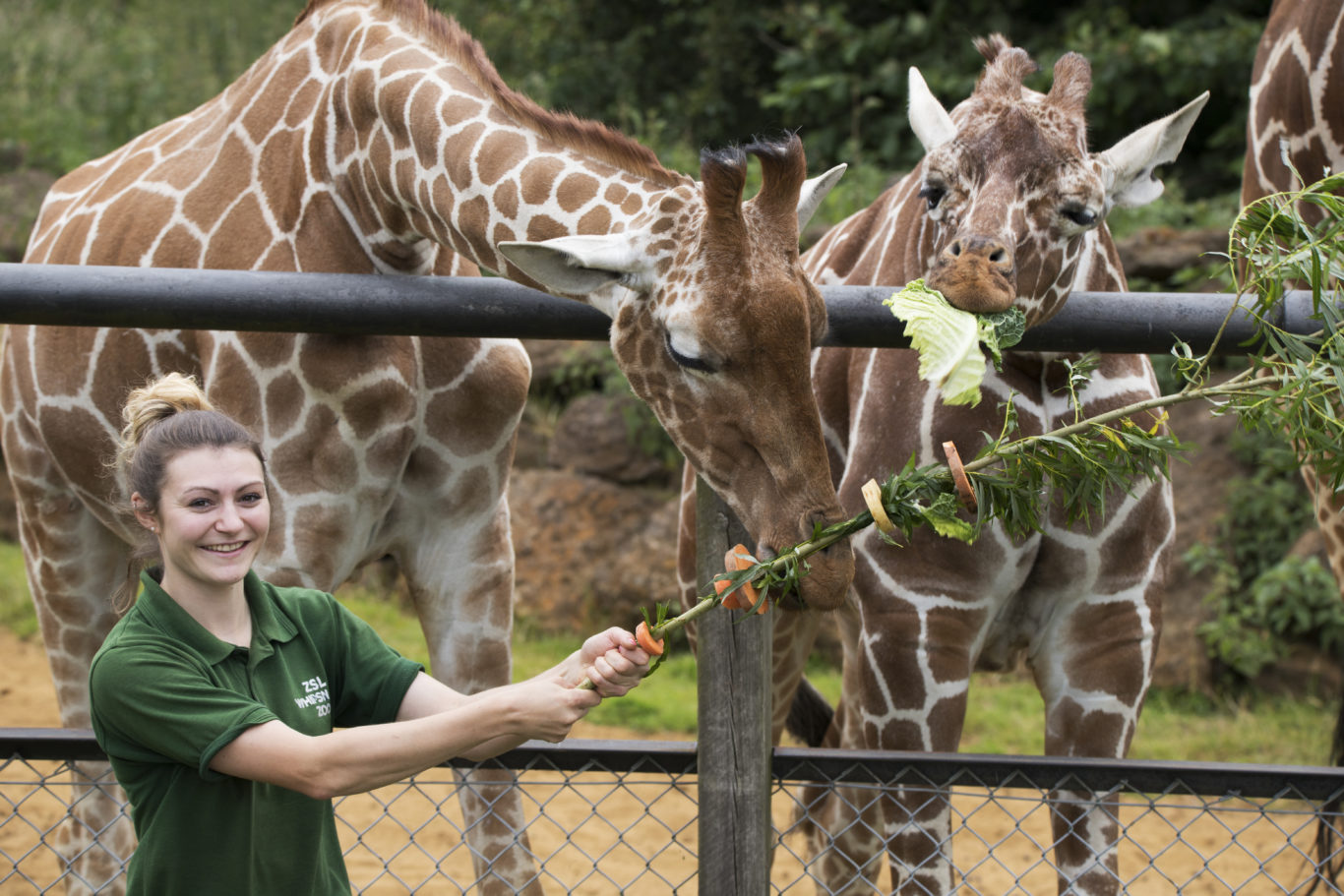 Check out these giraffes eating huge vegetable kebabs on skewers of ...