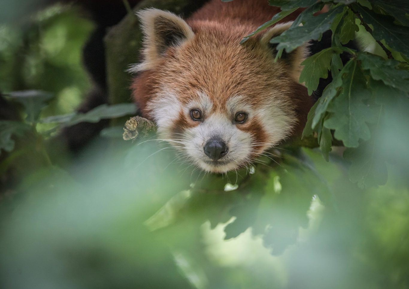 Adorable red panda Koda becomes newest addition to Chester Zoo - The ...