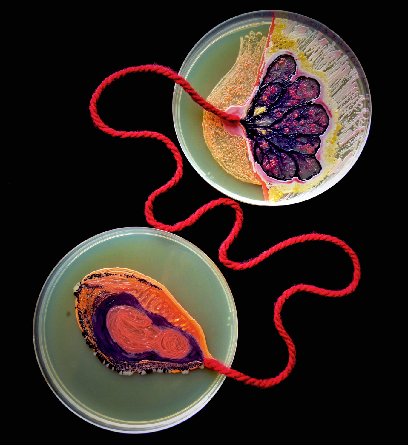 You need to see this award-winning artwork made entirely from microbes ...
