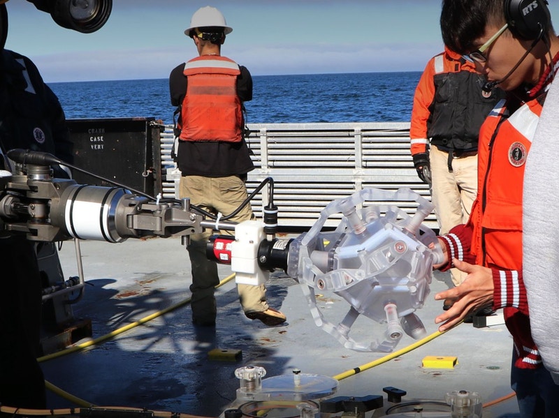 This robotic arm can carefully grab delicate sea creatures without ...