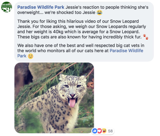 Watch: This snow leopard had the most amazing reaction after spotting a ...
