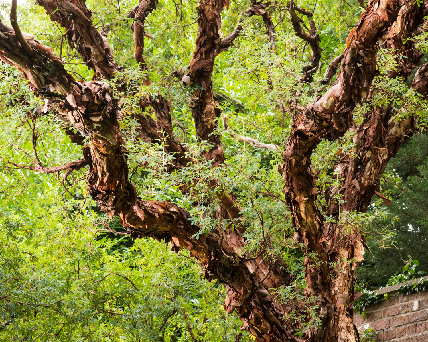Scottish Tree of the Year shortlist unveiled | The Bolton News