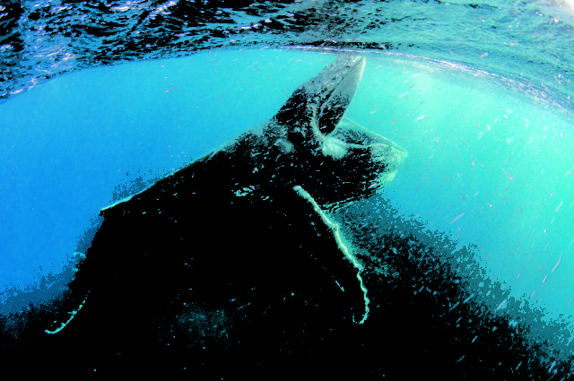 Sir David Attenborough joins Netflix for new nature documentary series ...