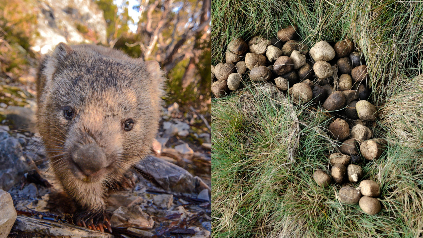 Scientists finally reveal why wombats’ faeces is cube-shaped - Jersey ...
