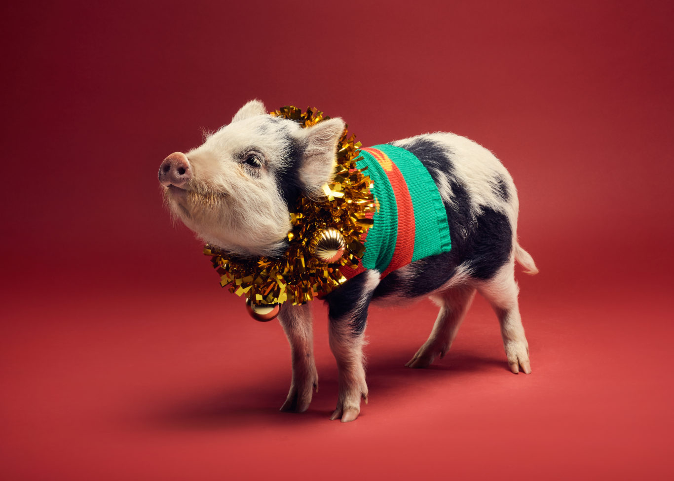 Just take a look at these pigs in Christmas jumpers - The Irish News