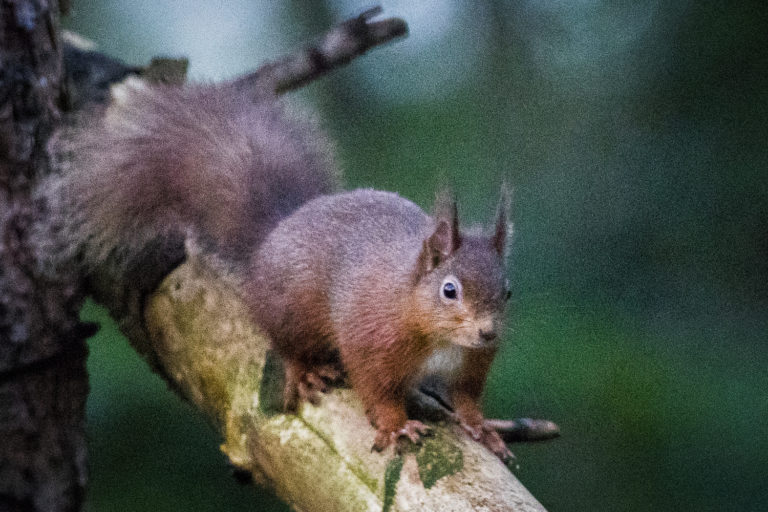 Red squirrels reclaim Ards peninsula | St Helens Star
