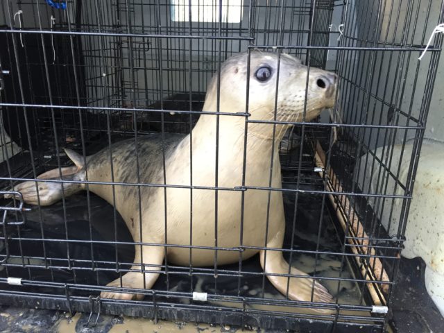 Tears as seal pups returned to wild - Jersey Evening Post