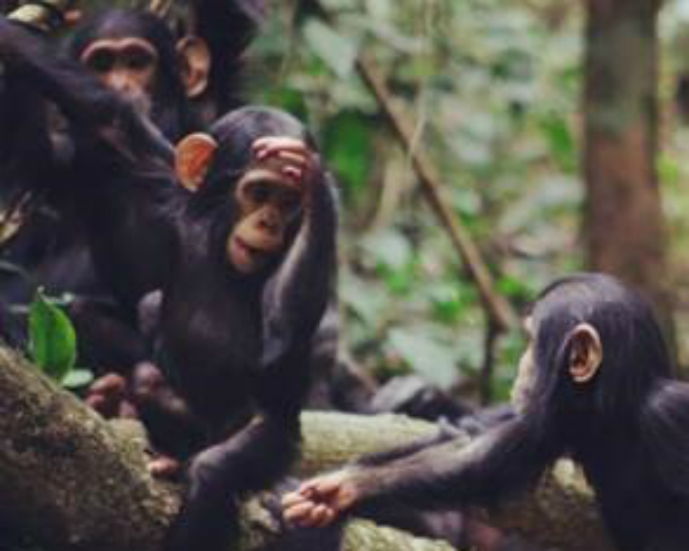 Chimp gestures are underpinned by human language rules, study finds