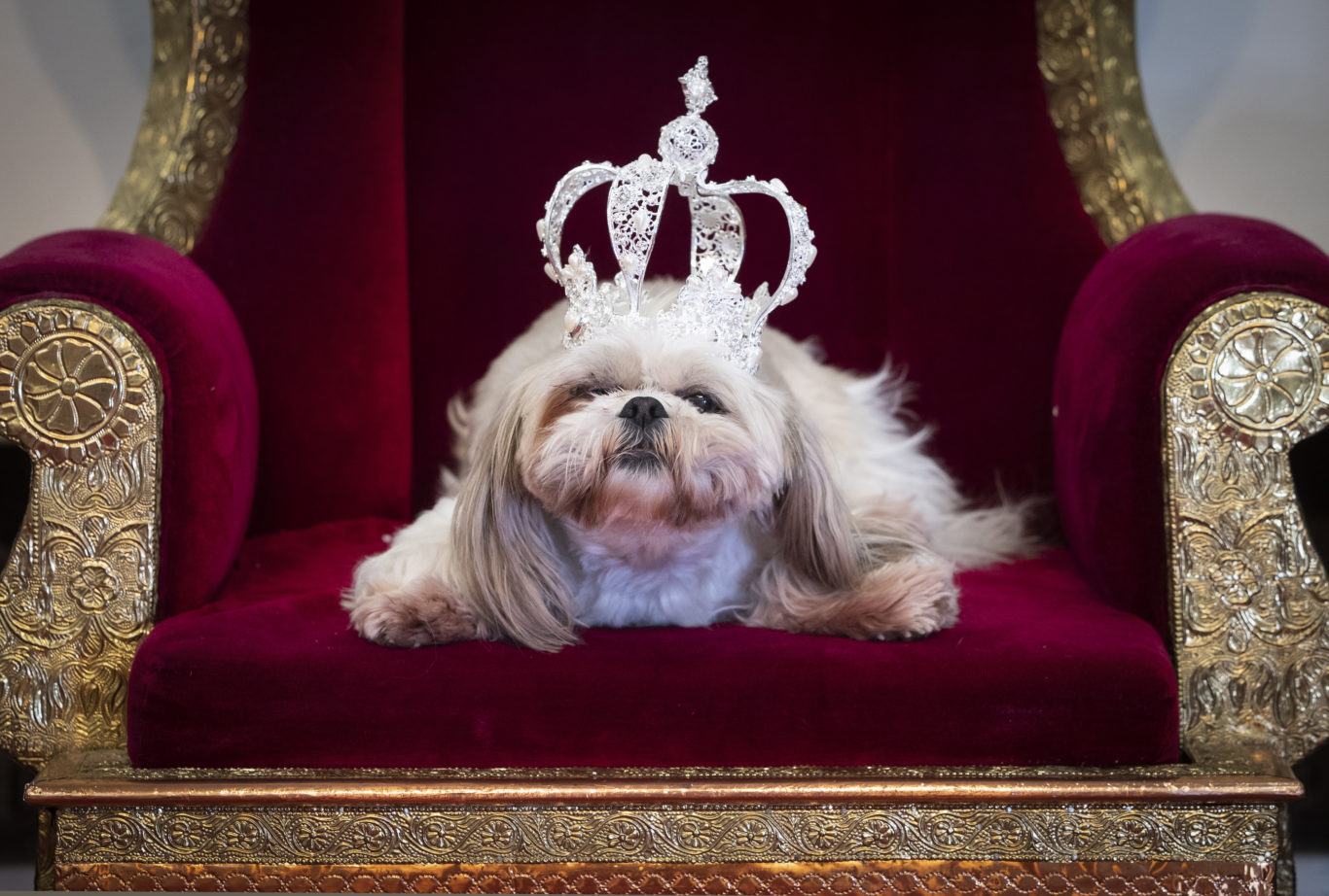 In pictures: Dogs wear crowns, tiaras and dresses for Furbabies dog ...