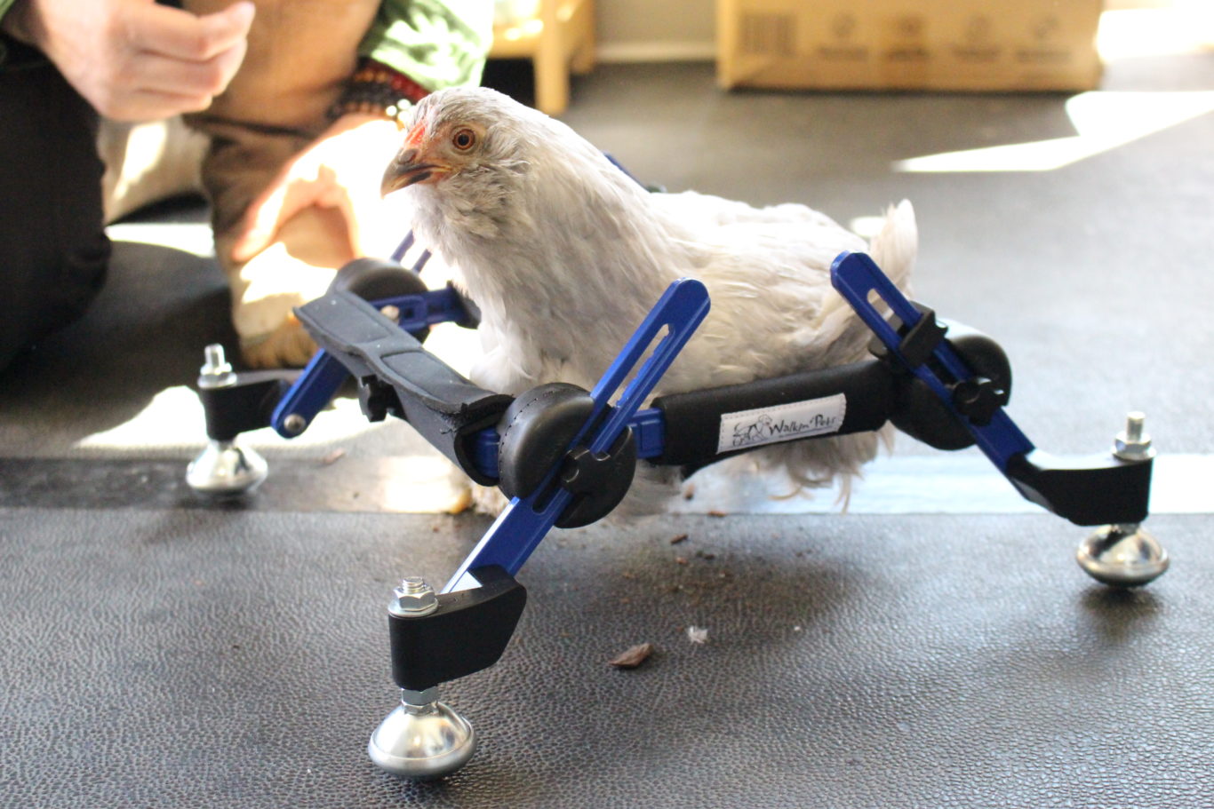 Disabled chicken gets custom-made wheelchair after weasel attack ...