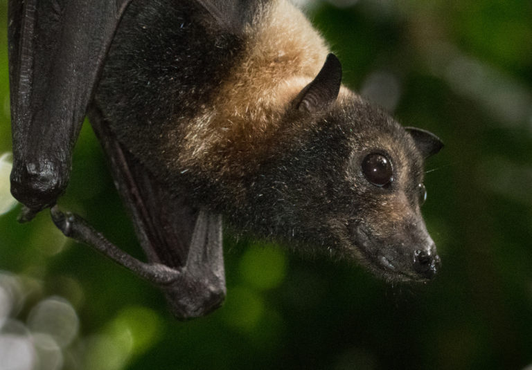 International Bat Appreciation Day: 7 of the weirdest bats from around ...