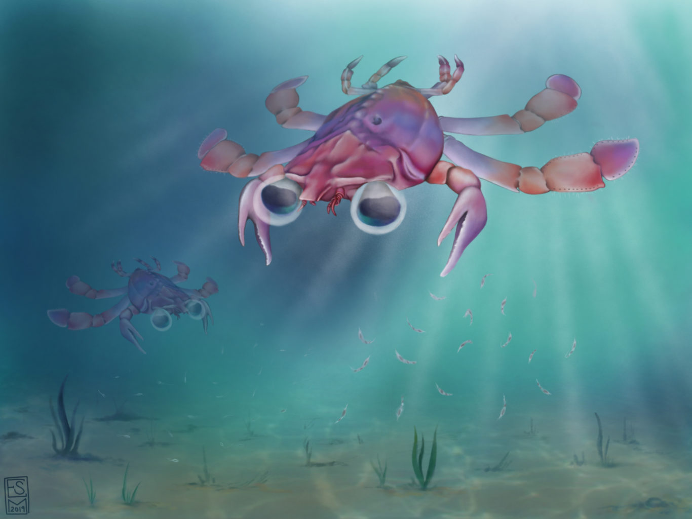 Strange Chimera crab sheds new light on crustacean evolution