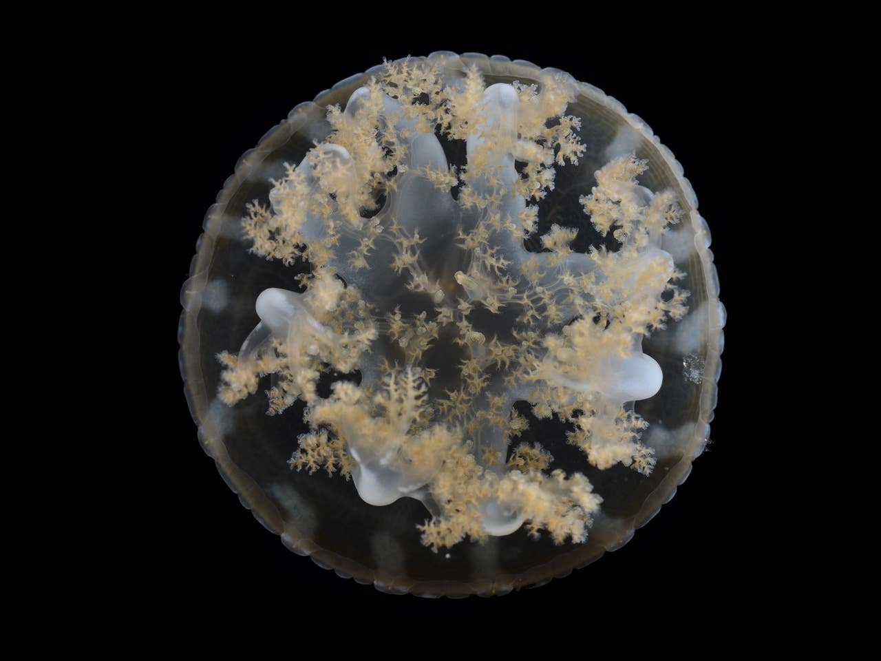New study sheds light on how upside-down jellyfish cause ‘stinging ...