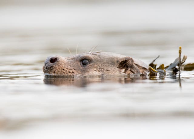 Otter genome sequenced to help conservation efforts | BelfastTelegraph ...
