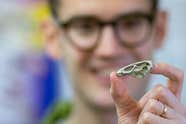 Oldest Fossil Of Modern Bird Identified By Scientists Shropshire Star